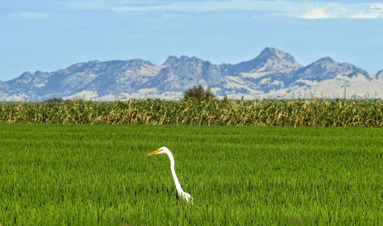 Coordinated Rural Opportunity Plan - Valley Vision - Sacramento